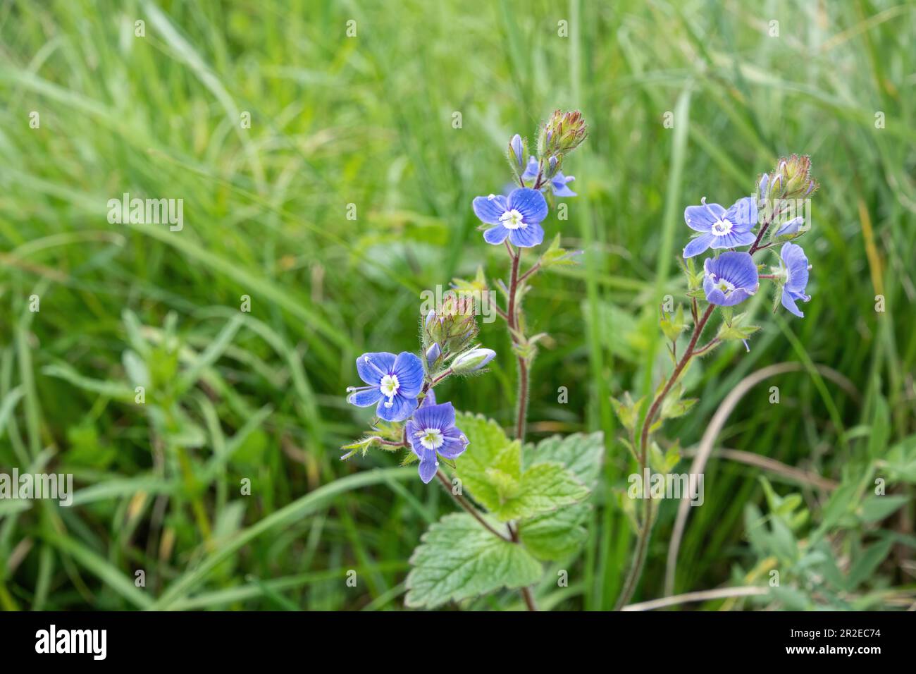 Germander speedwell (Veronica chamaedrys), also called bird's-eye ...