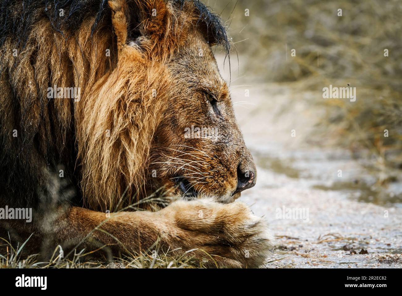 African lion male portrait grooming his paw in Kruger National park ...