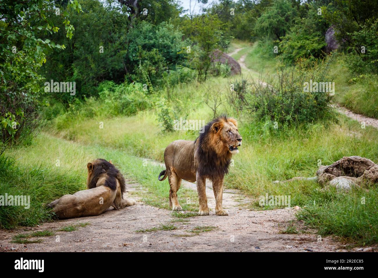 Two African lions male watching their prey in Kruger National park ...