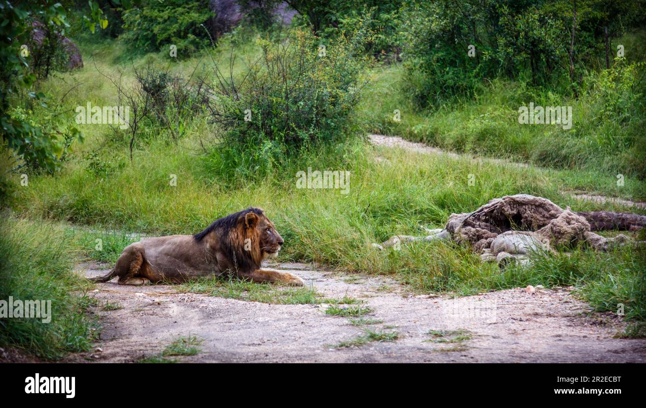 African lion male lying down watching his prey in Kruger National park ...