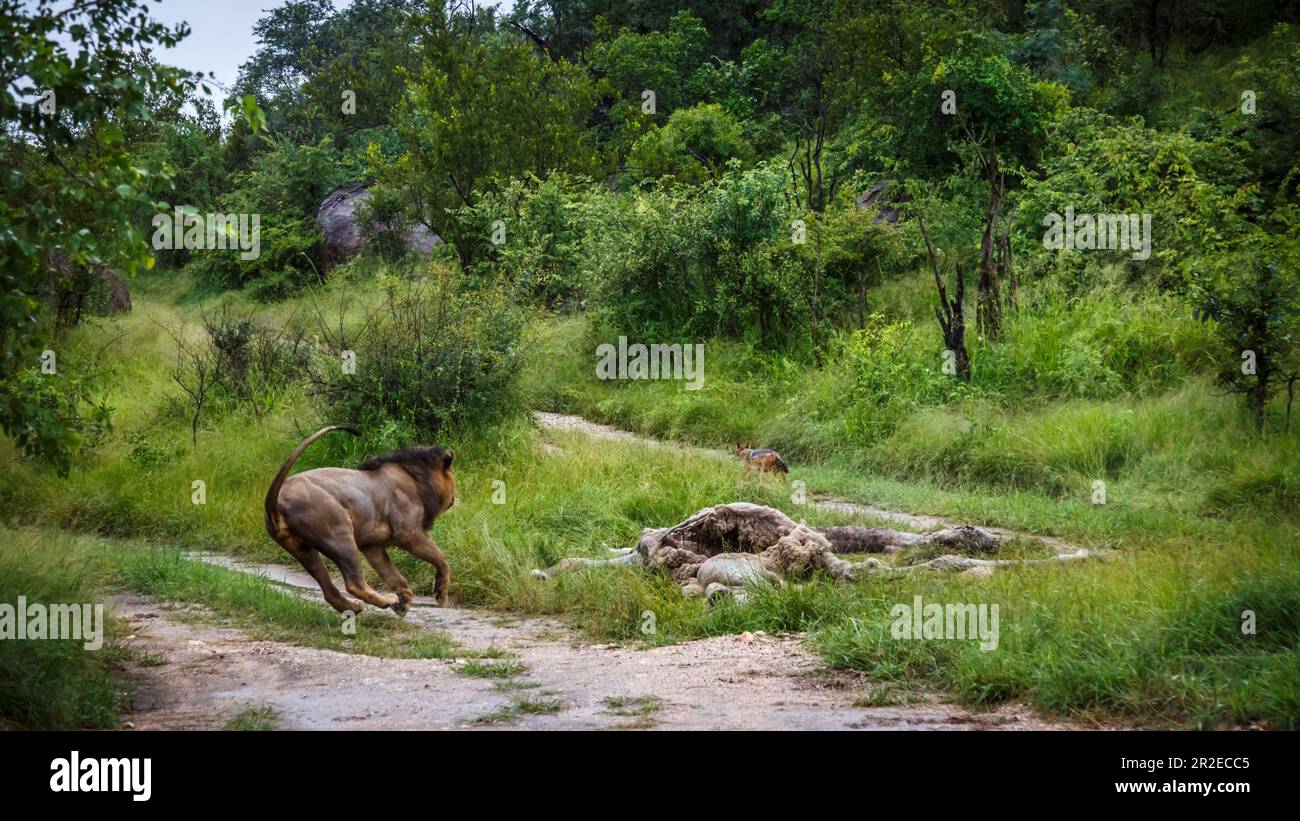 African male lion chasing prey hi-res stock photography and images - Alamy