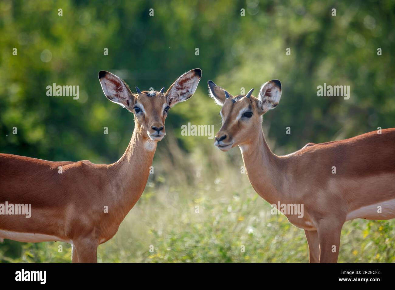 Two young Common Impala portrait in Kruger National park, South Africa ...