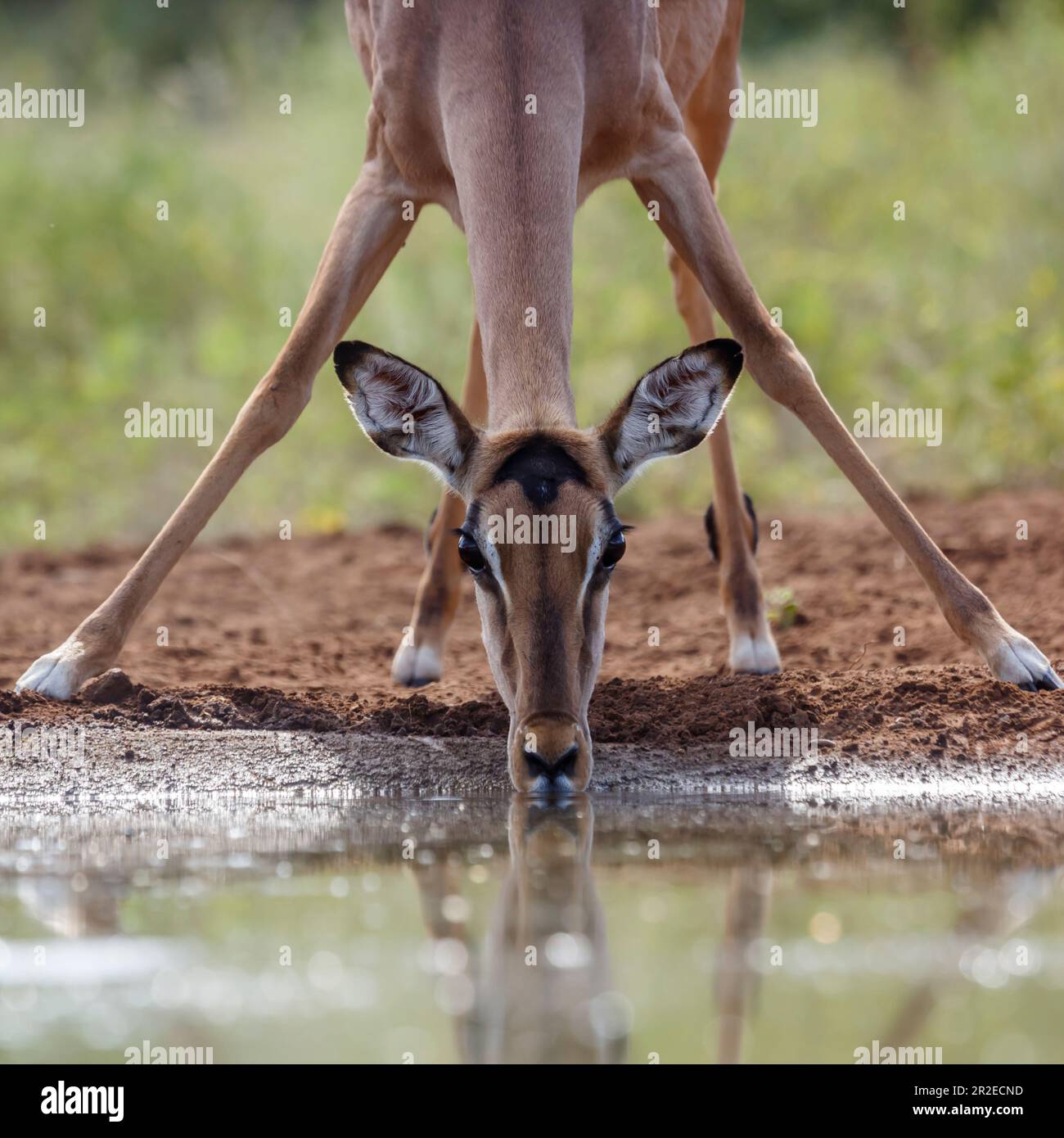Common Impala portrait front view drinking at waterhole in Kruger ...