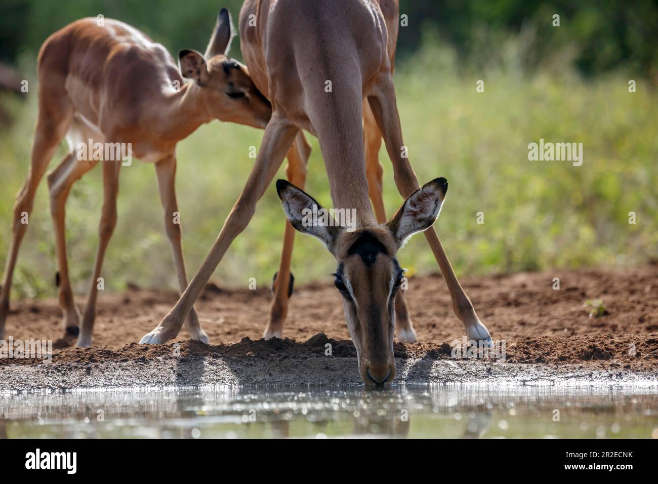 Common Impala drinking at waterhole with cub suckling in Kruger ...
