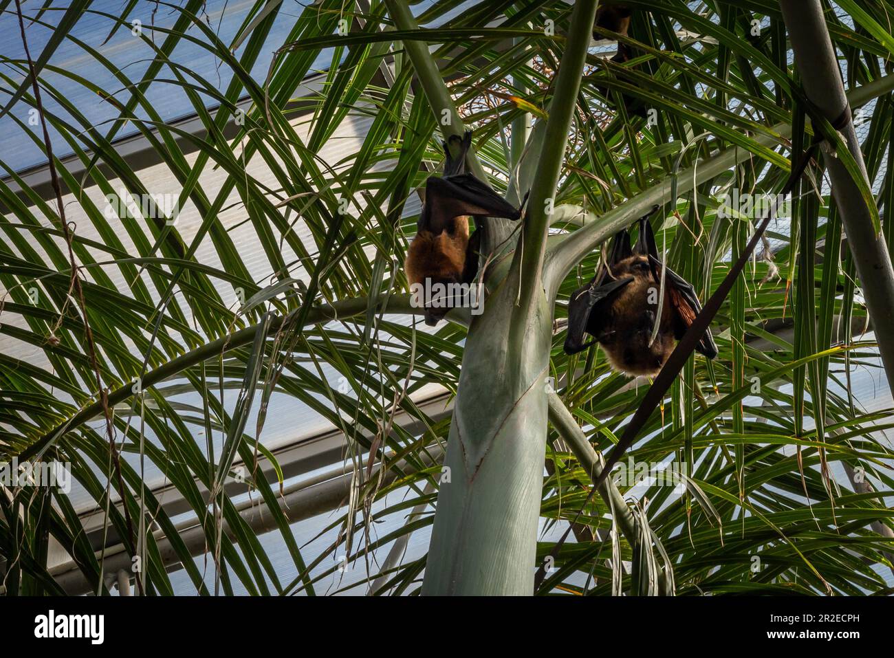 Two Madagascan flying foxes hanging on palm tree Stock Photo - Alamy