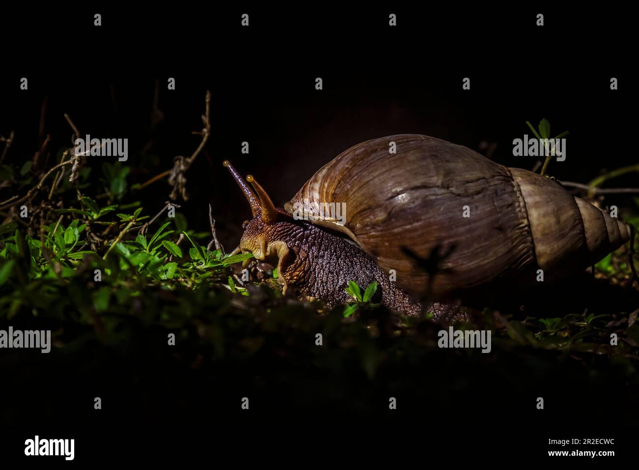 Giant African land snail moving in the grass by night in Kruger ...