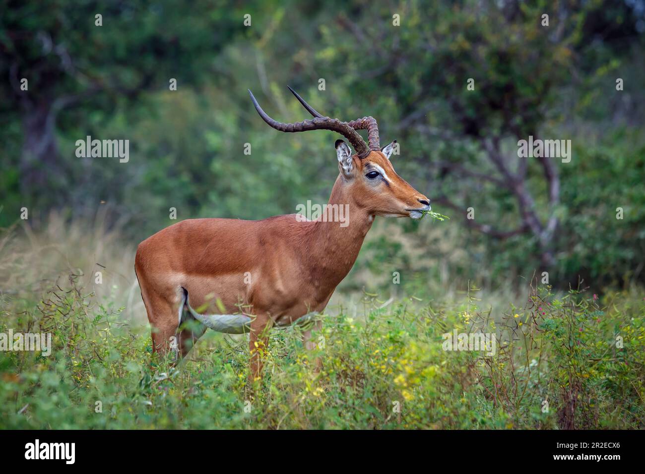 Common Impala horned male grazing in Kruger National park, South Africa ...