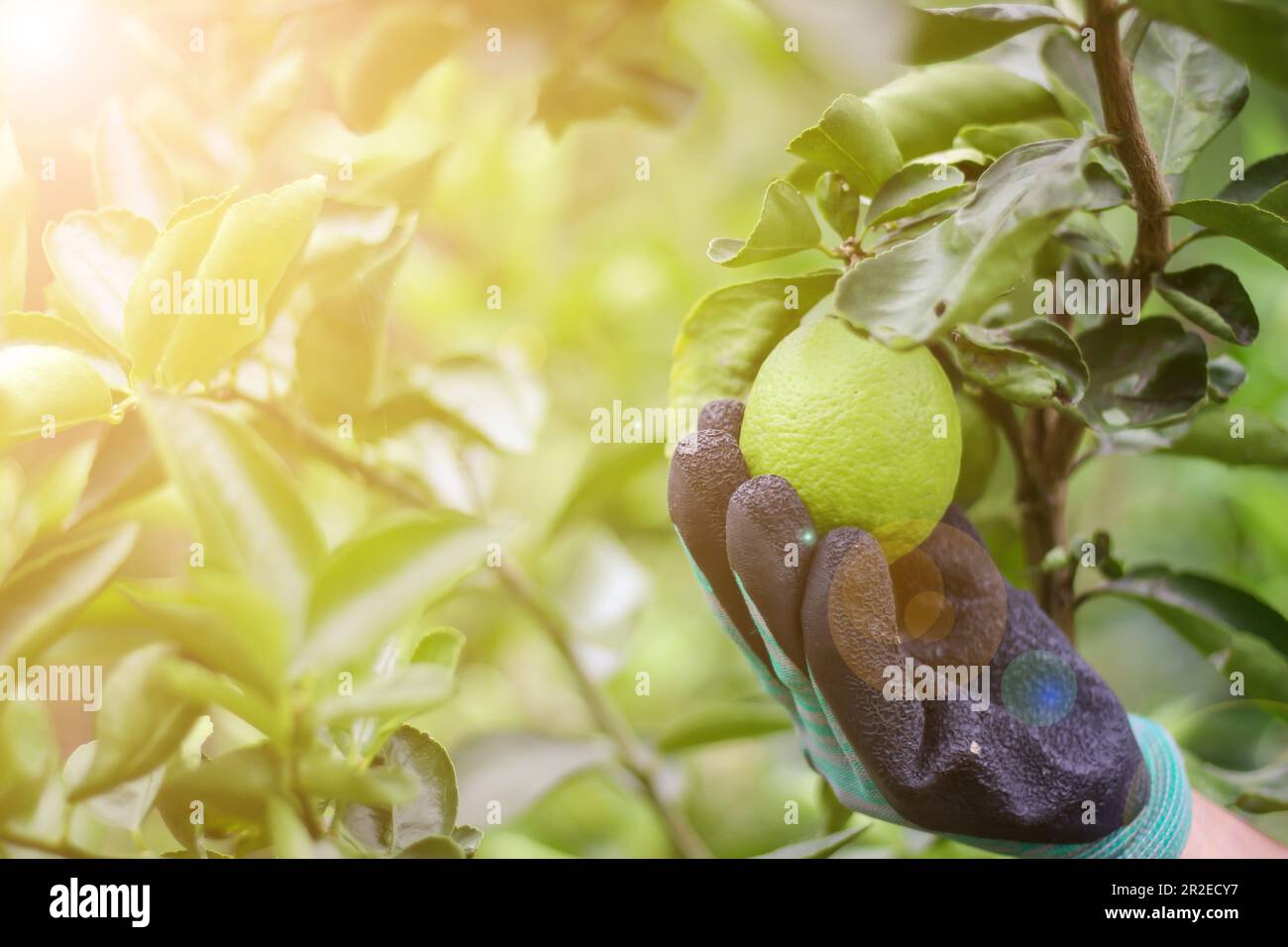 Farmer's hand picking lemons, farmer's produce and morning orange light ...