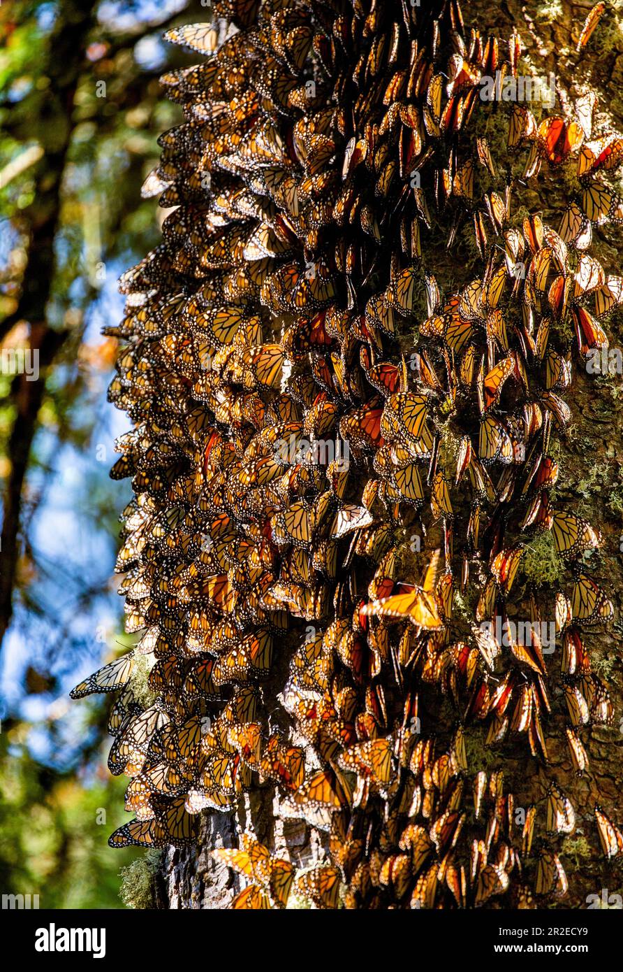 Colony of Monarch butterflies (Danaus plexippus) on a pine trunk in a ...