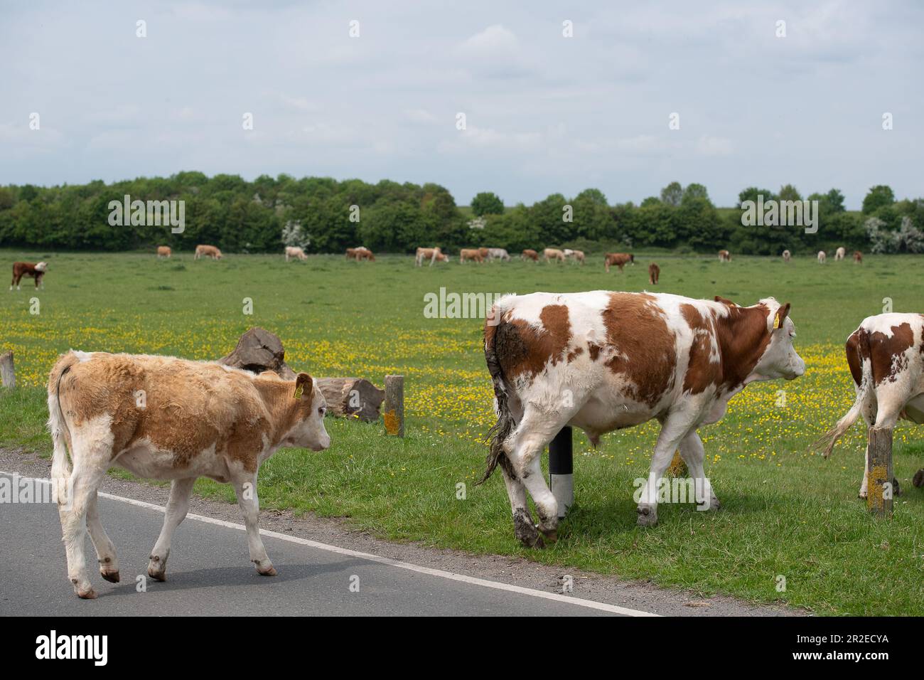 Dorney, Buckinghamshire, UK. 19th May, 2023. Cattle were grazing on the ...