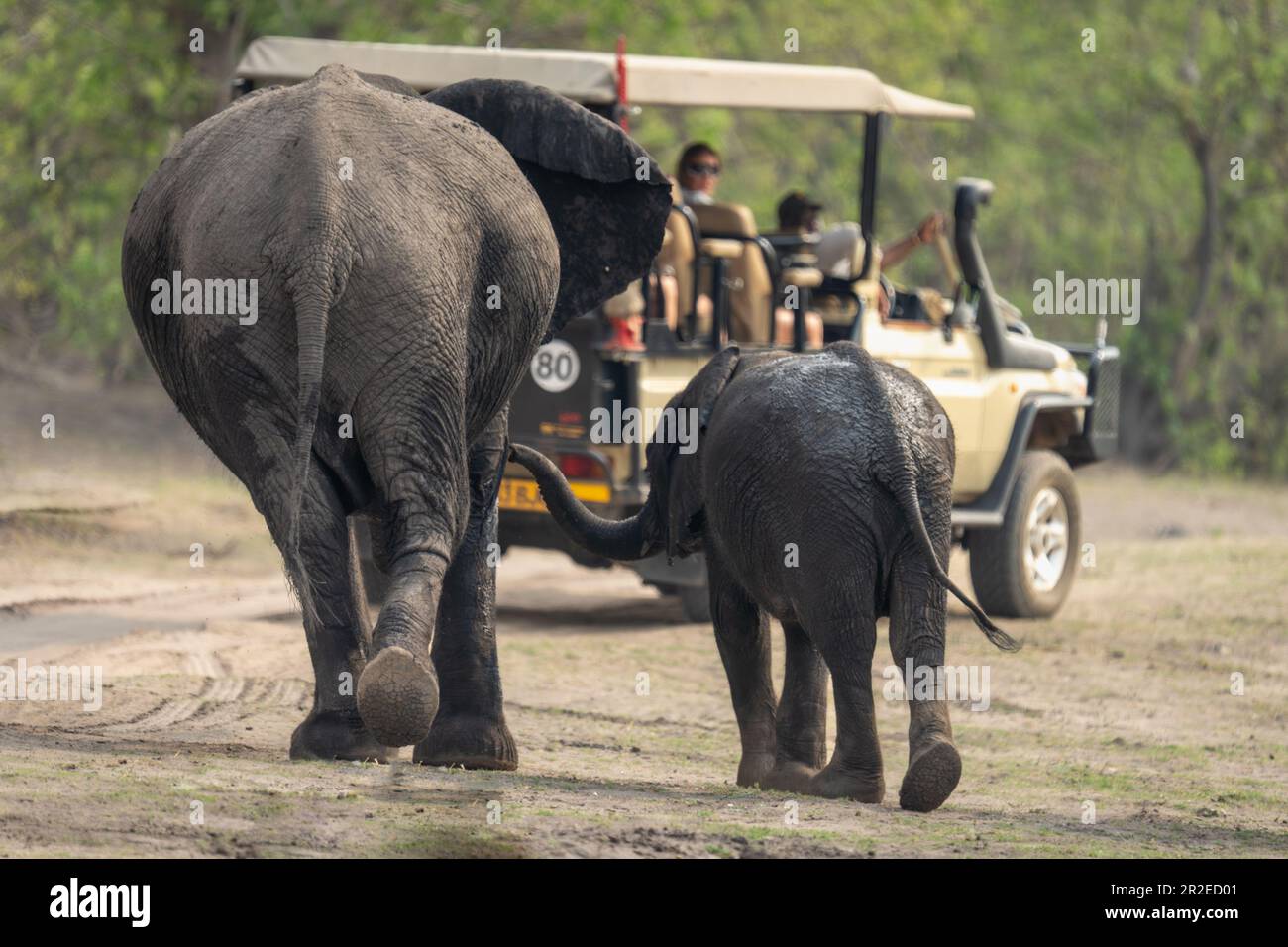 African bush elephant approaches jeep with calf Stock Photo - Alamy