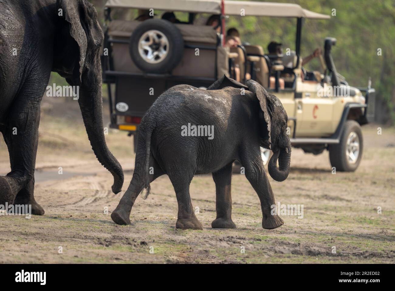 African bush elephant and calf approach jeep Stock Photo - Alamy