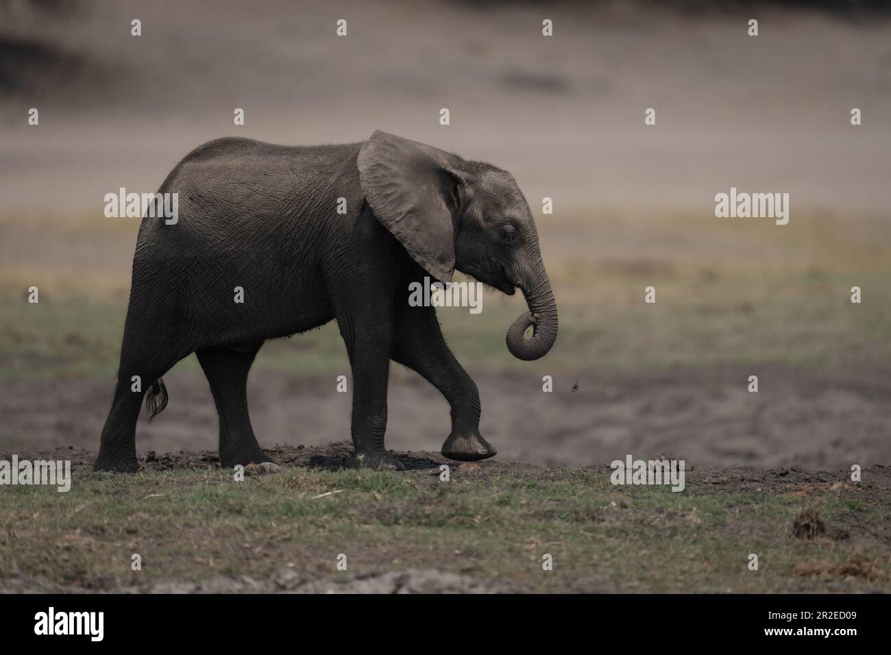African bush elephant calf crosses grass floodplain Stock Photo - Alamy