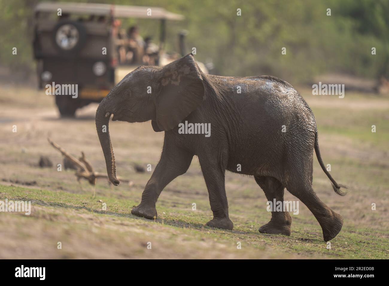 African elephant walks past hi-res stock photography and images - Alamy