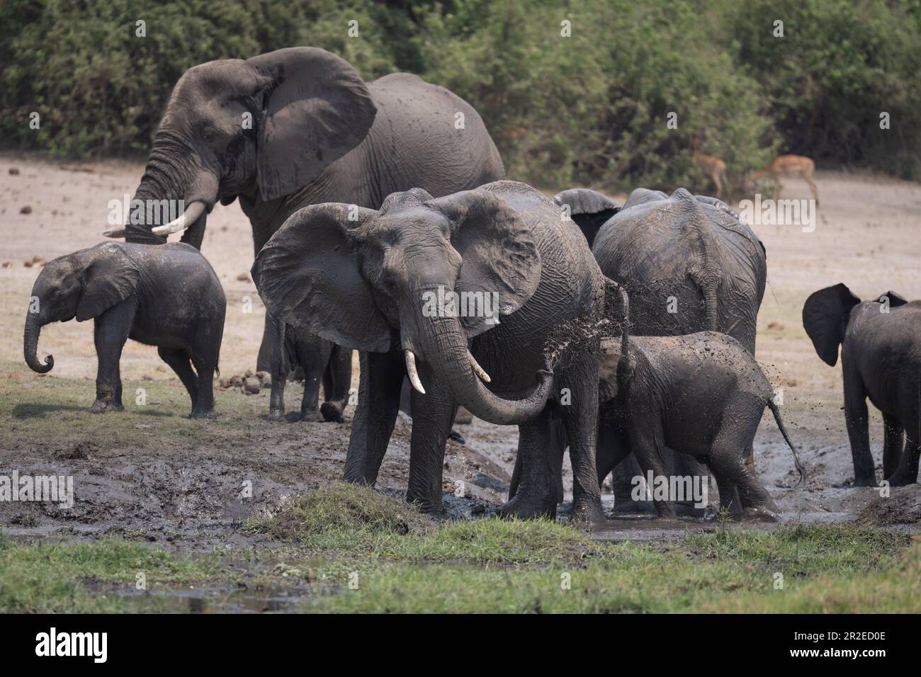 African bush elephant blows mud over flank Stock Photo - Alamy