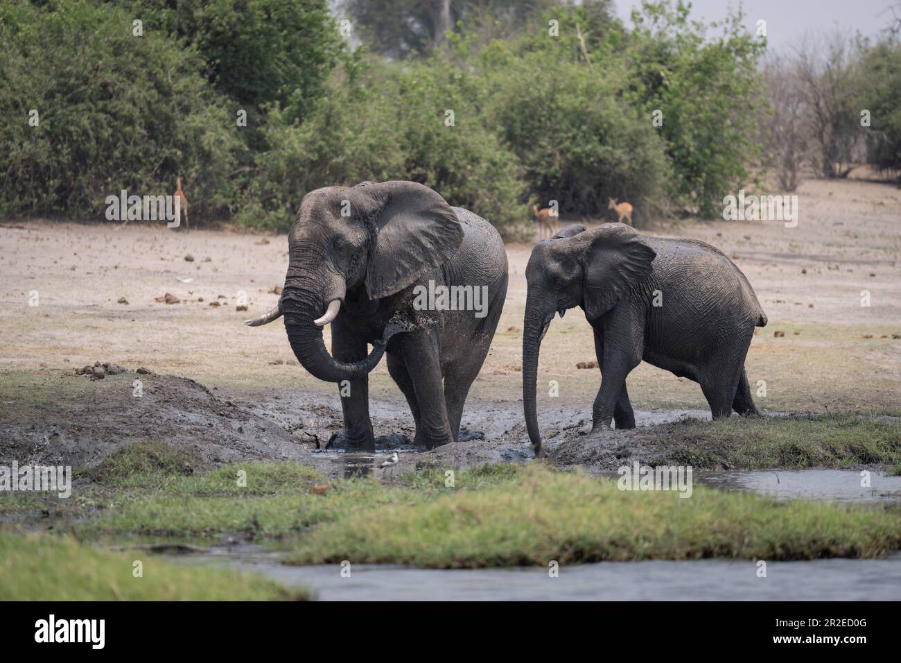African bush elephant blows mud over leg Stock Photo - Alamy