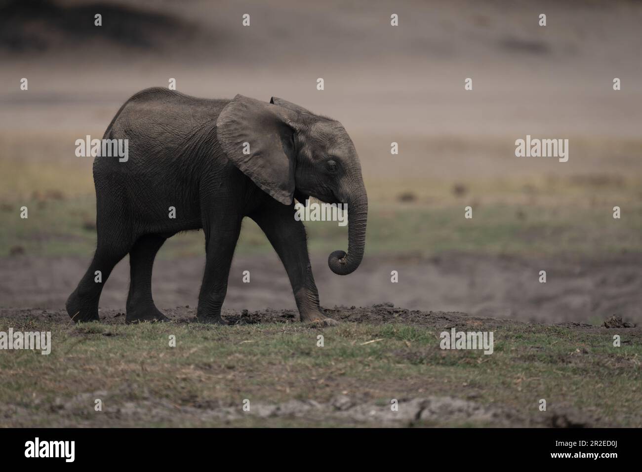 African bush elephant calf crosses grassy riverbank Stock Photo - Alamy