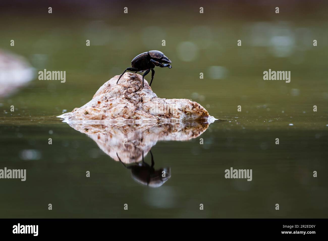 Dung beetle standing on a rock in middle of water in Kruger National ...