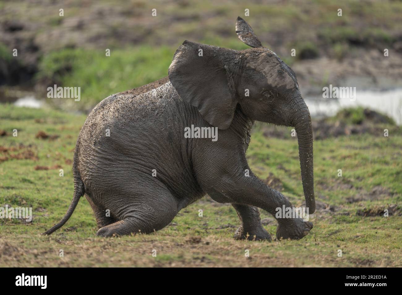 African bush elephant calf sits on riverbank Stock Photo - Alamy