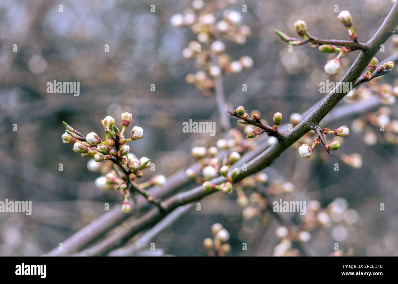 White flower buds on apple tree (Malus domestica) in early springtime ...