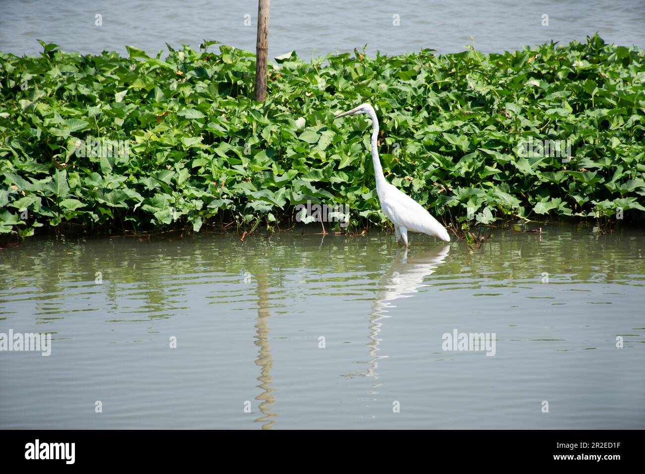Bittern white bird or Egret birds flying and looking food in Chao ...