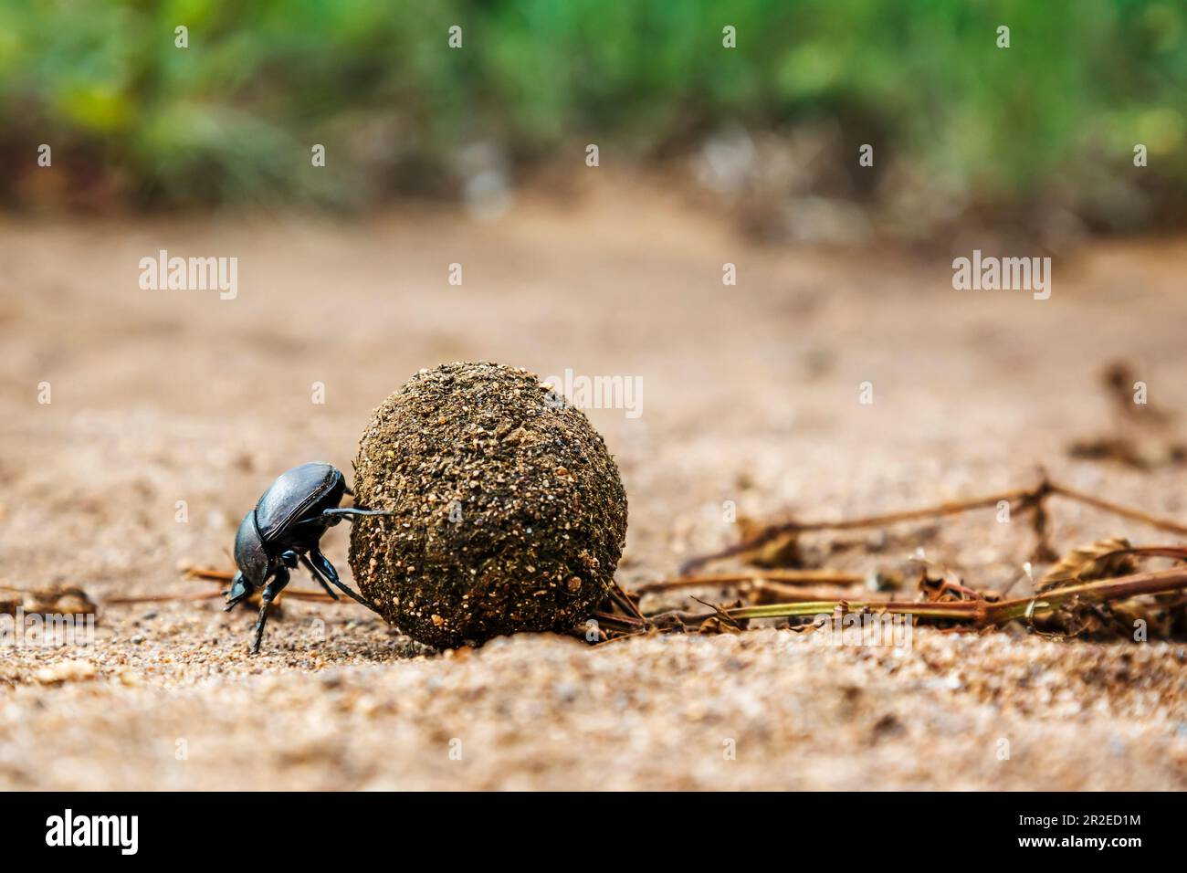 Dung Beetle Family