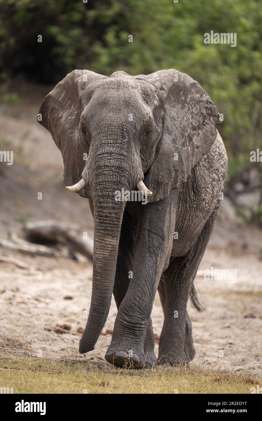 African bush elephant lifts foot approaching camera Stock Photo - Alamy