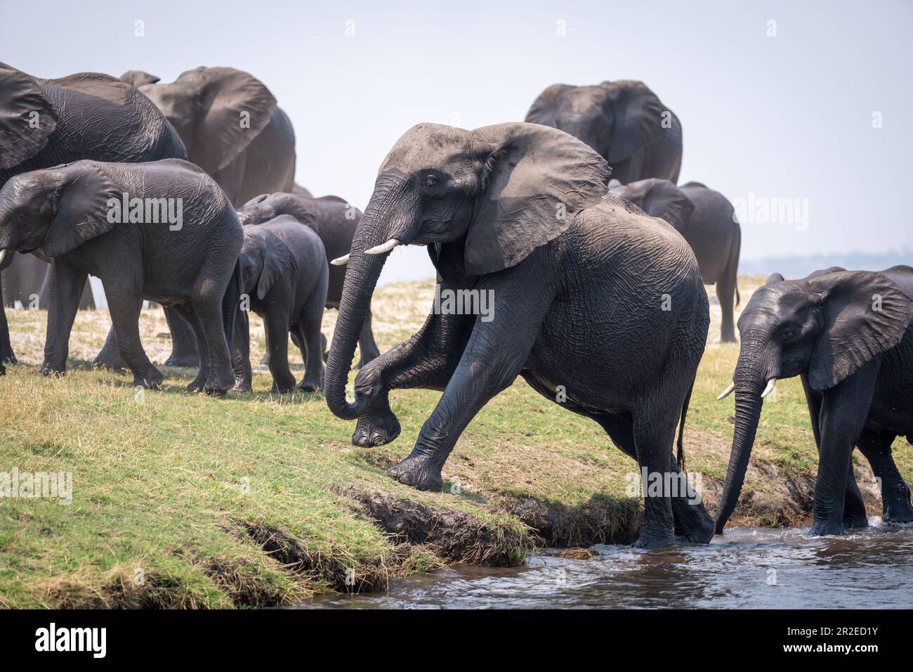 African bush elephant climbing out of river Stock Photo - Alamy
