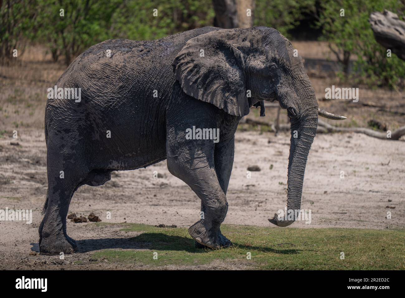 African bush elephant lifts foot on riverbank Stock Photo - Alamy