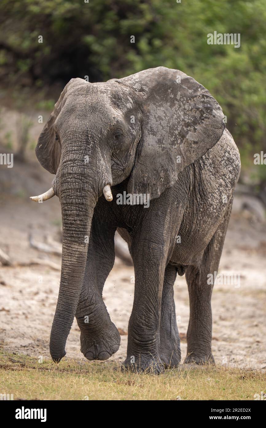 African bush elephant raises foot approaching camera Stock Photo - Alamy
