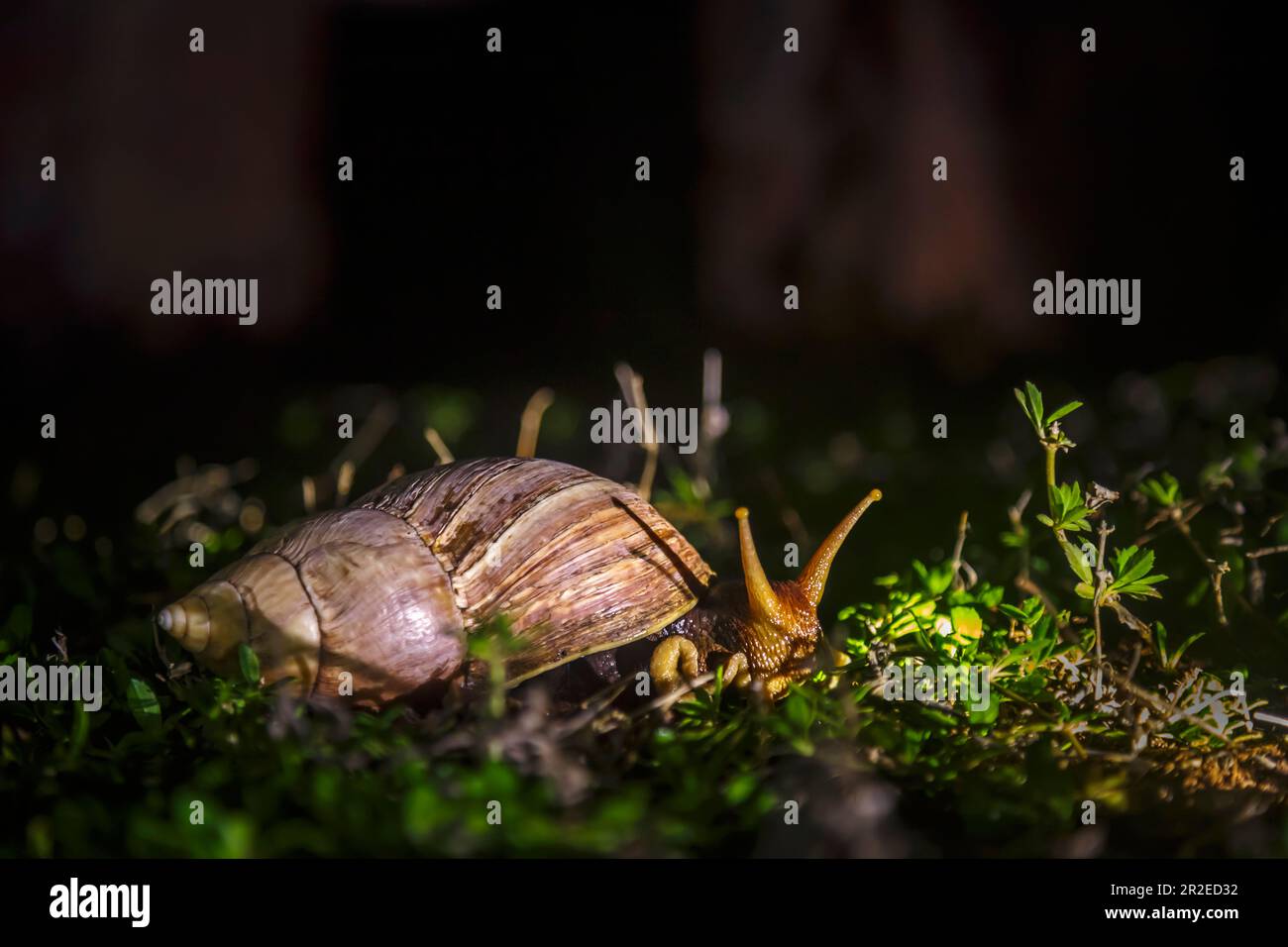 Giant African land snail moving in the grass by night in Kruger ...