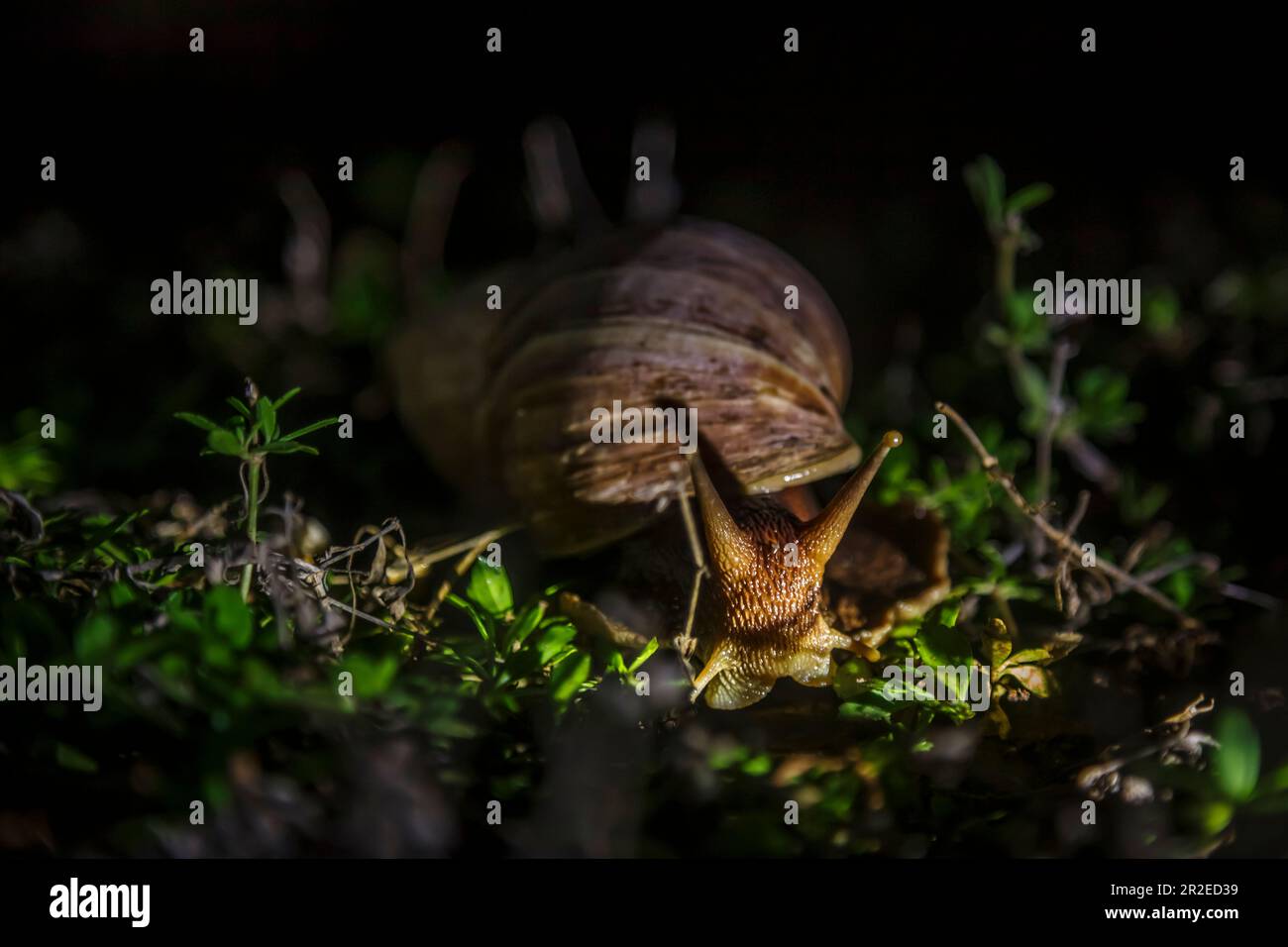 Giant African land snail moving by night front view in the grass in ...