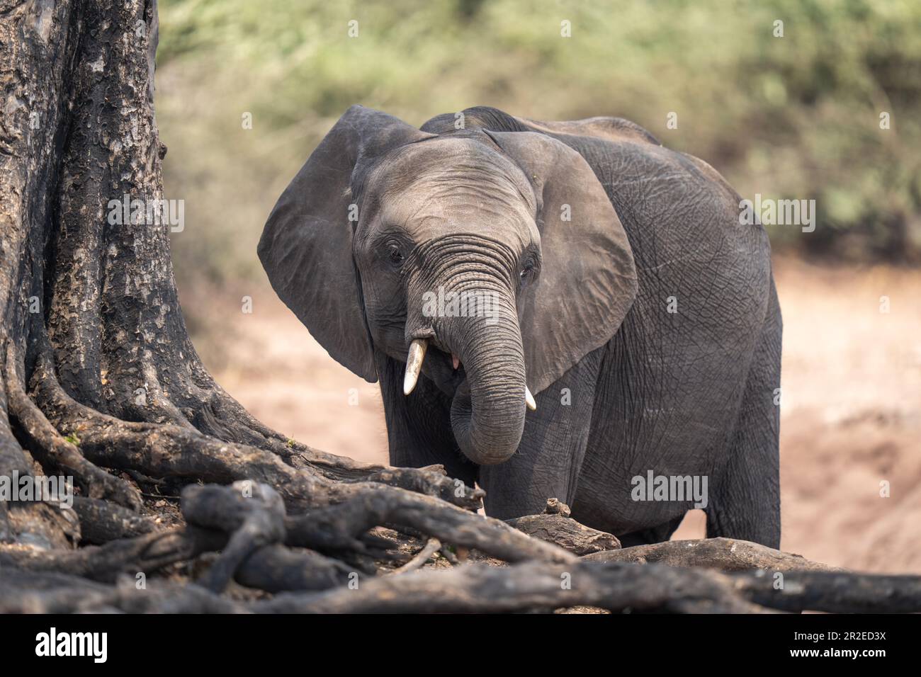 African bush elephant stands behind tree roots Stock Photo - Alamy
