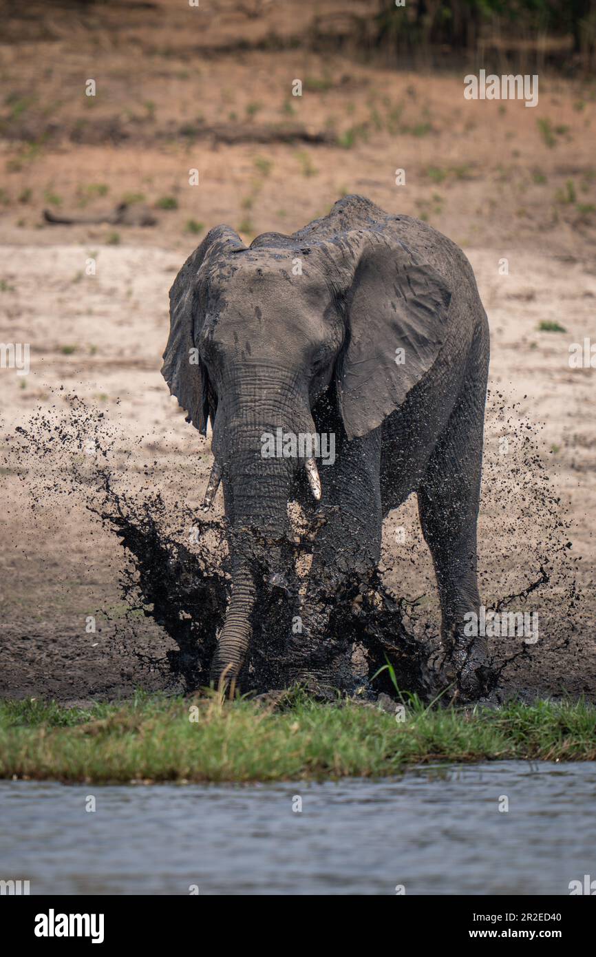 African bush elephant stands splashing in mud Stock Photo - Alamy