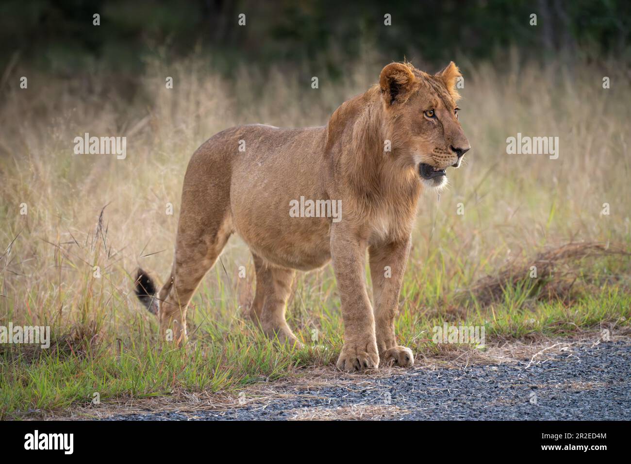 Young male lion stands hi-res stock photography and images - Alamy