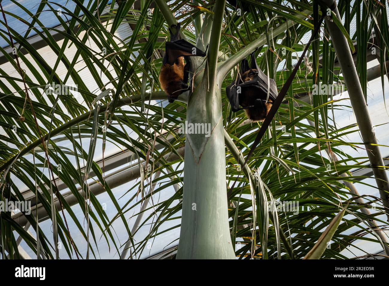 Two Madagascan flying foxes hanging on palm tree Stock Photo - Alamy