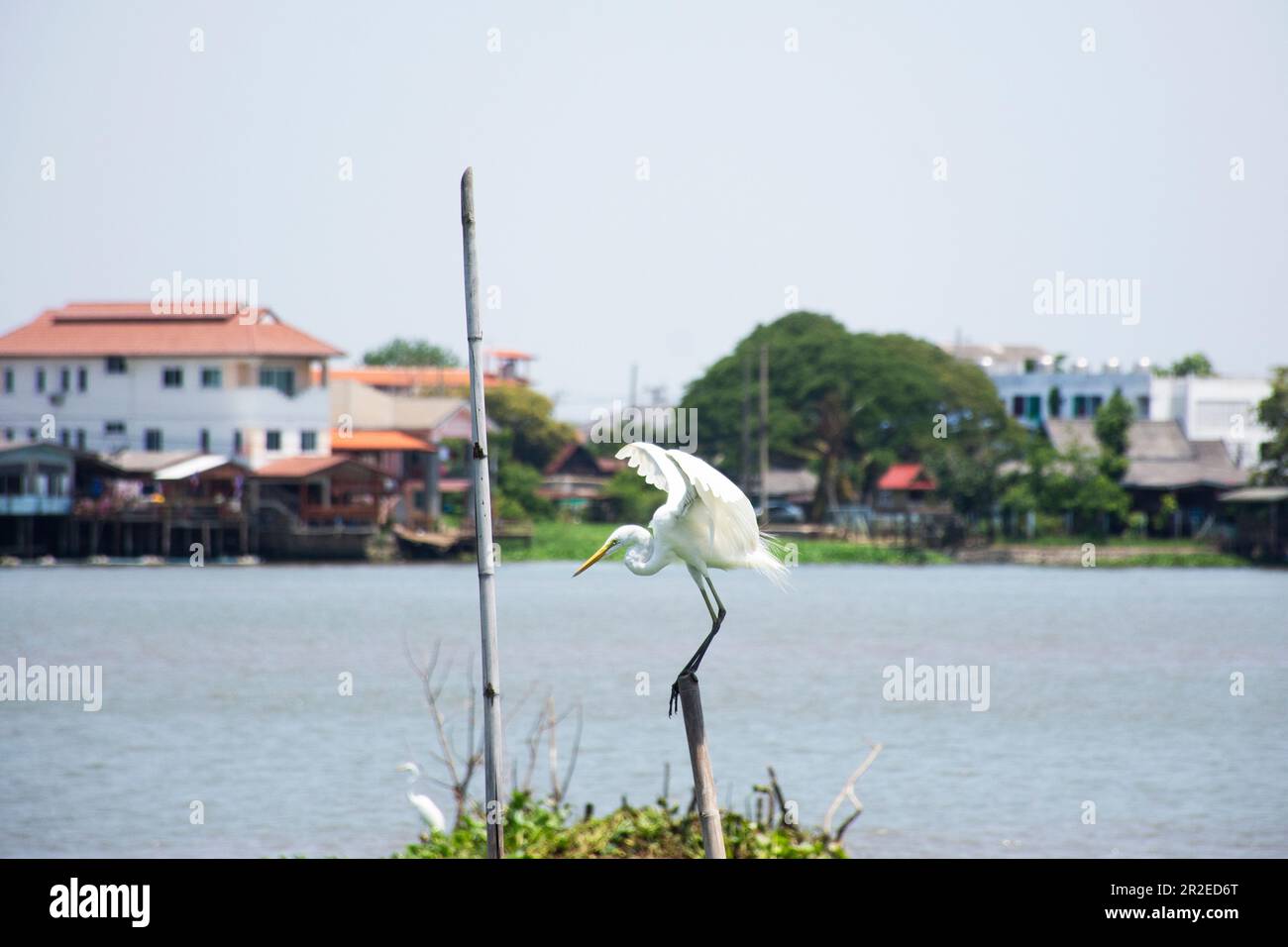Bittern white bird or Egret birds flying and looking food in Chao ...