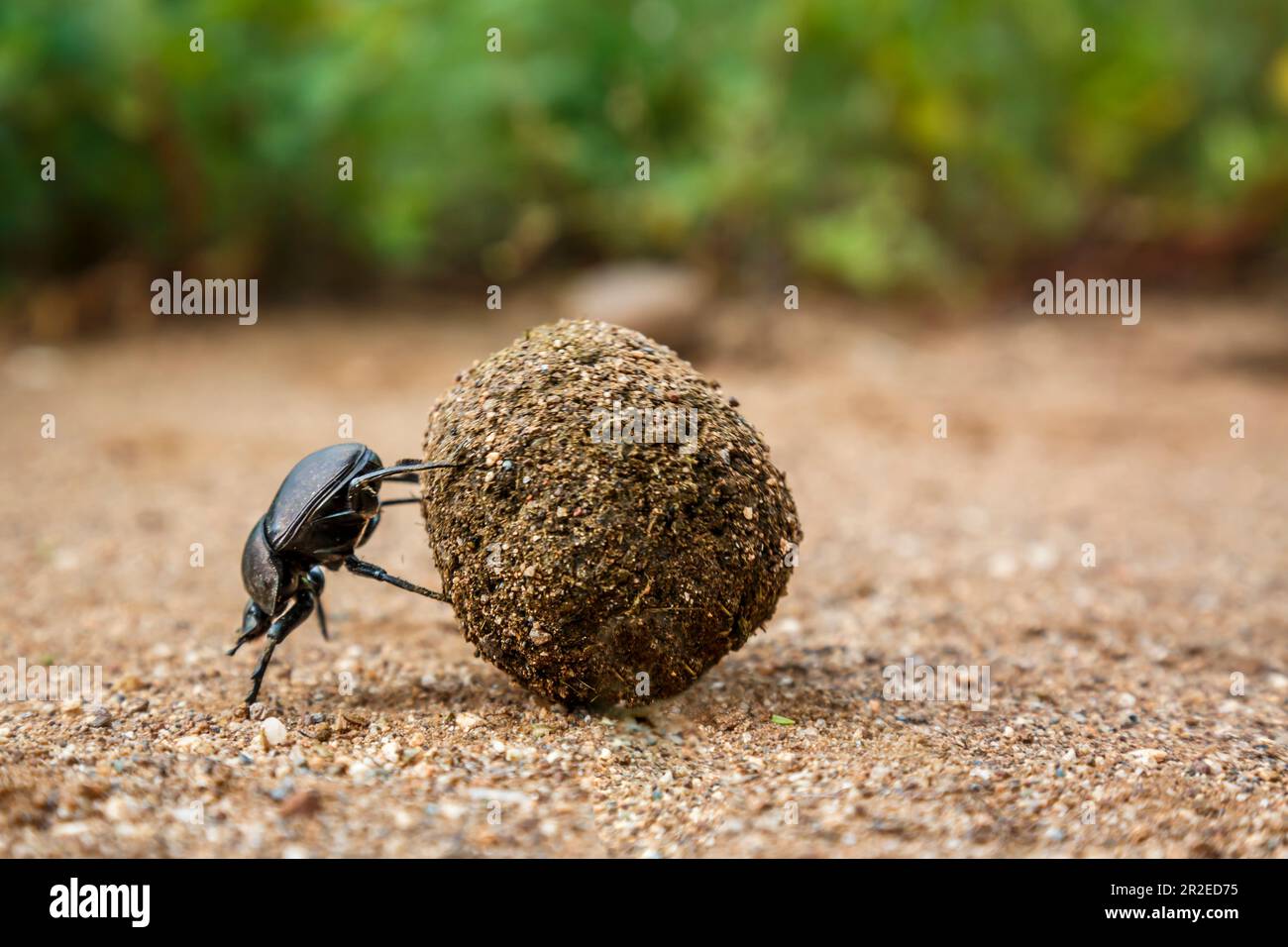 Dung beetle rolling elephant feces ball in Kruger National park, South ...
