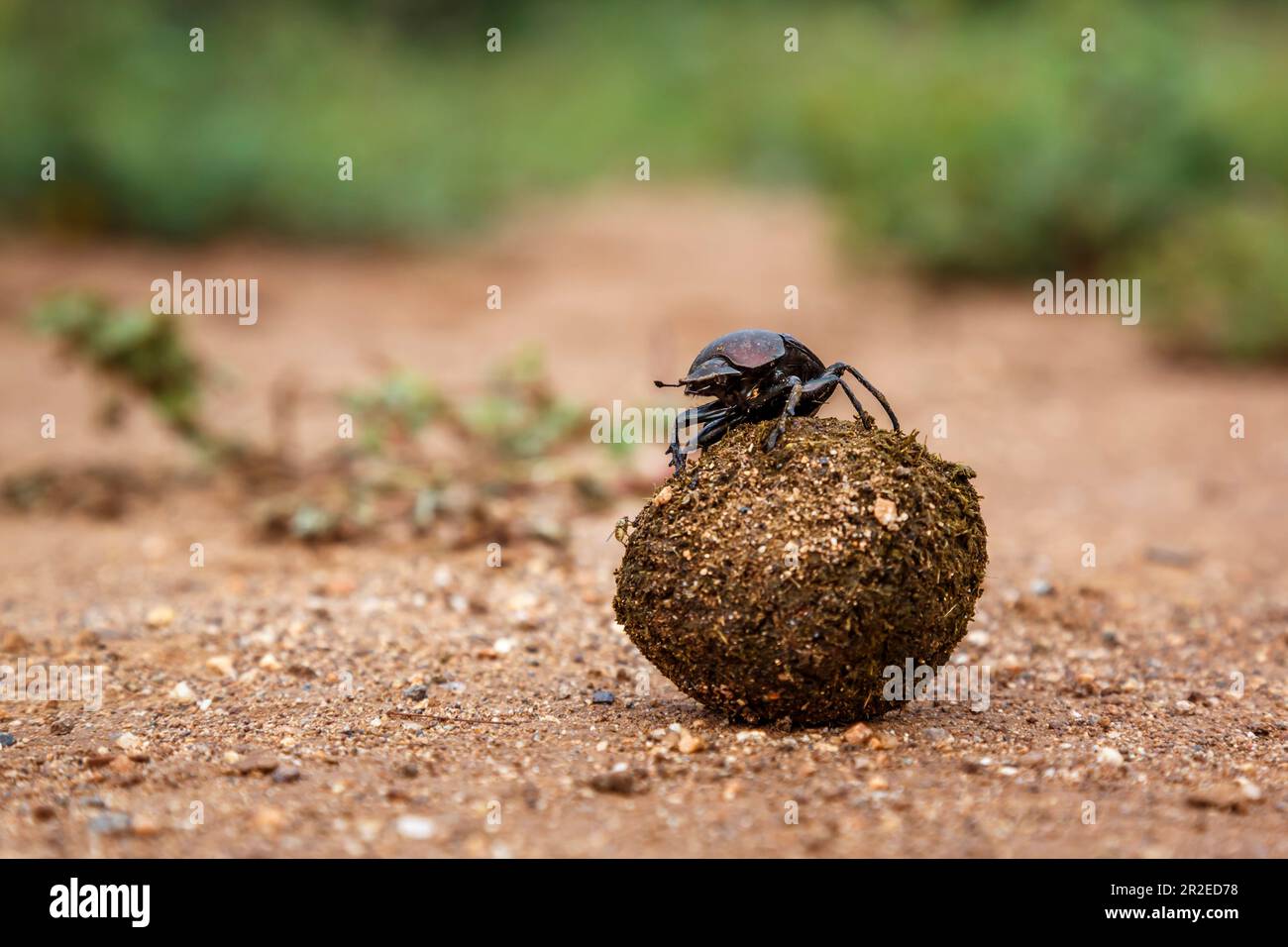 Dung beetle rolling elephant feces ball in Kruger National park, South ...
