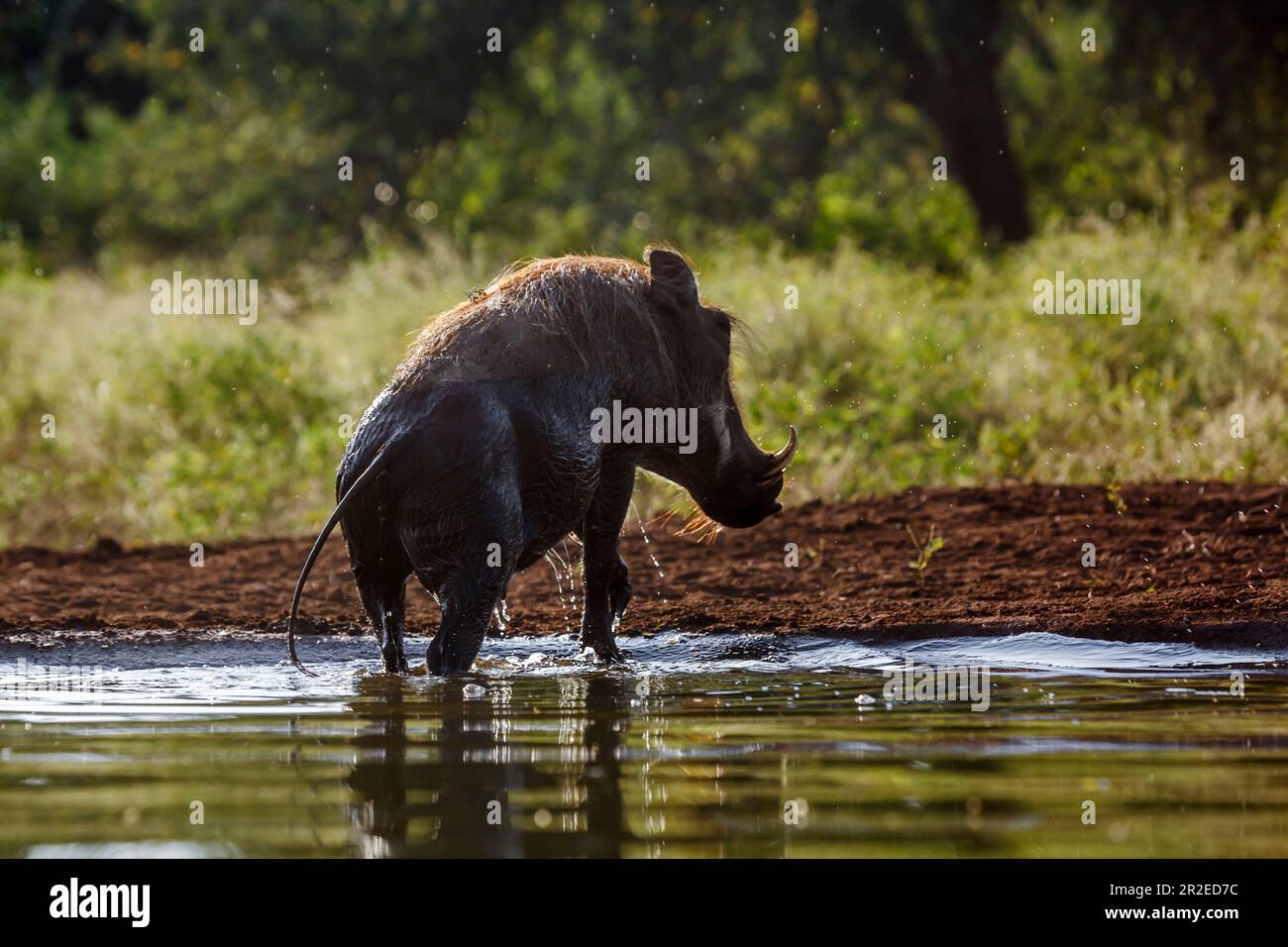 Common warthog running out of water in Kruger National park, South ...