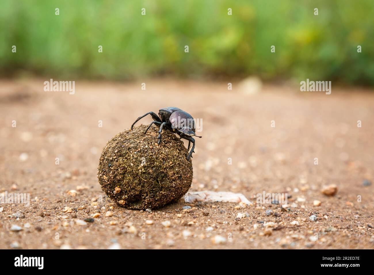 Dung beetle rolling elephant feces ball in Kruger National park, South ...