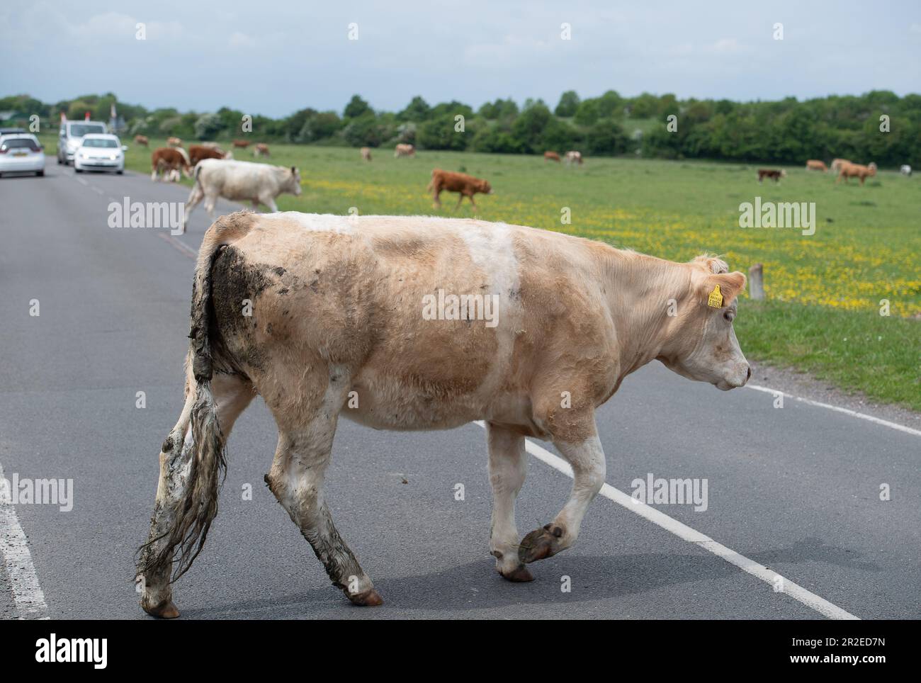 Dorney, Buckinghamshire, UK. 19th May, 2023. Cattle were grazing on the ...