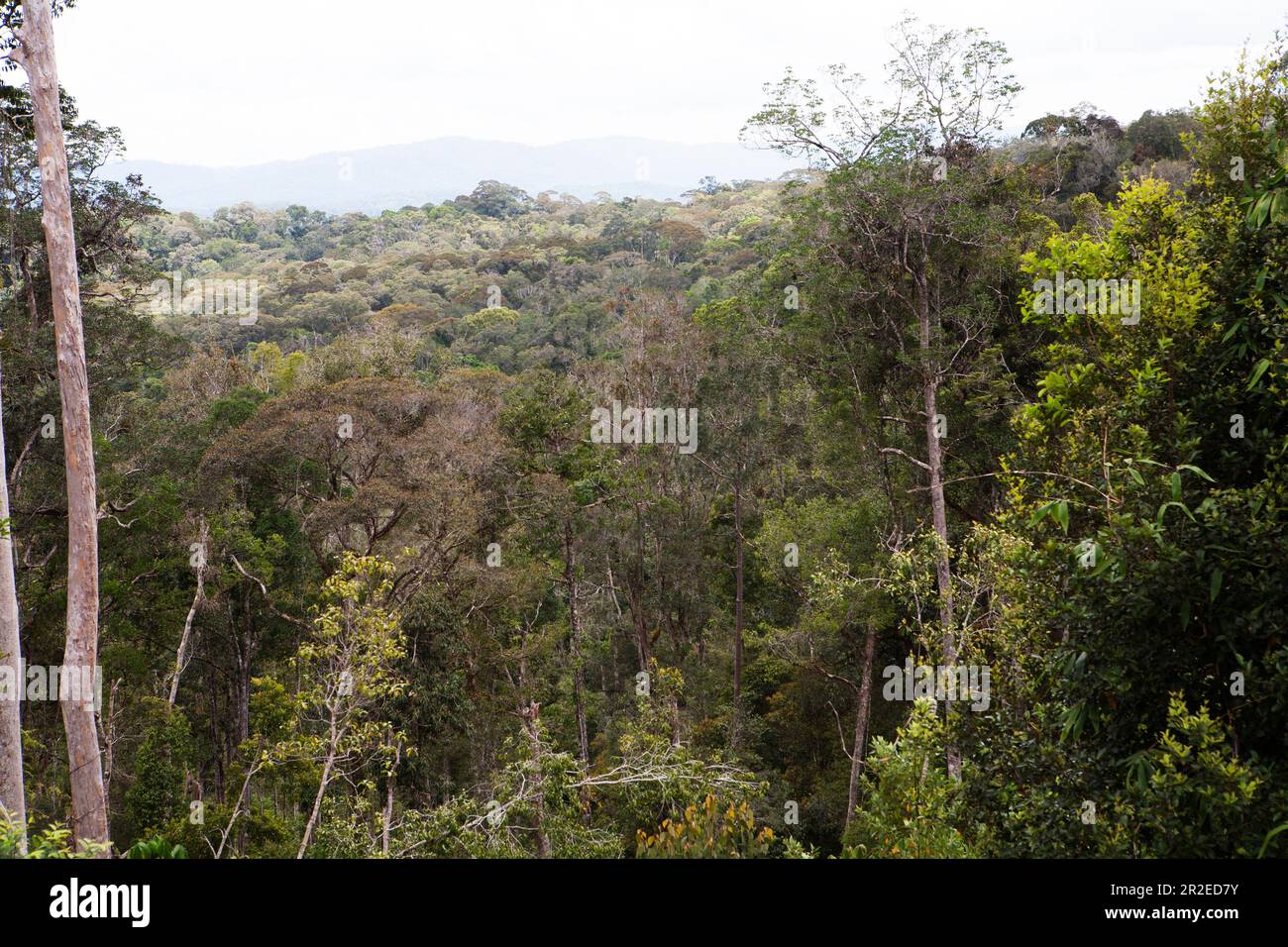 Tropical Rainforest Expanse Stock Photo - Alamy