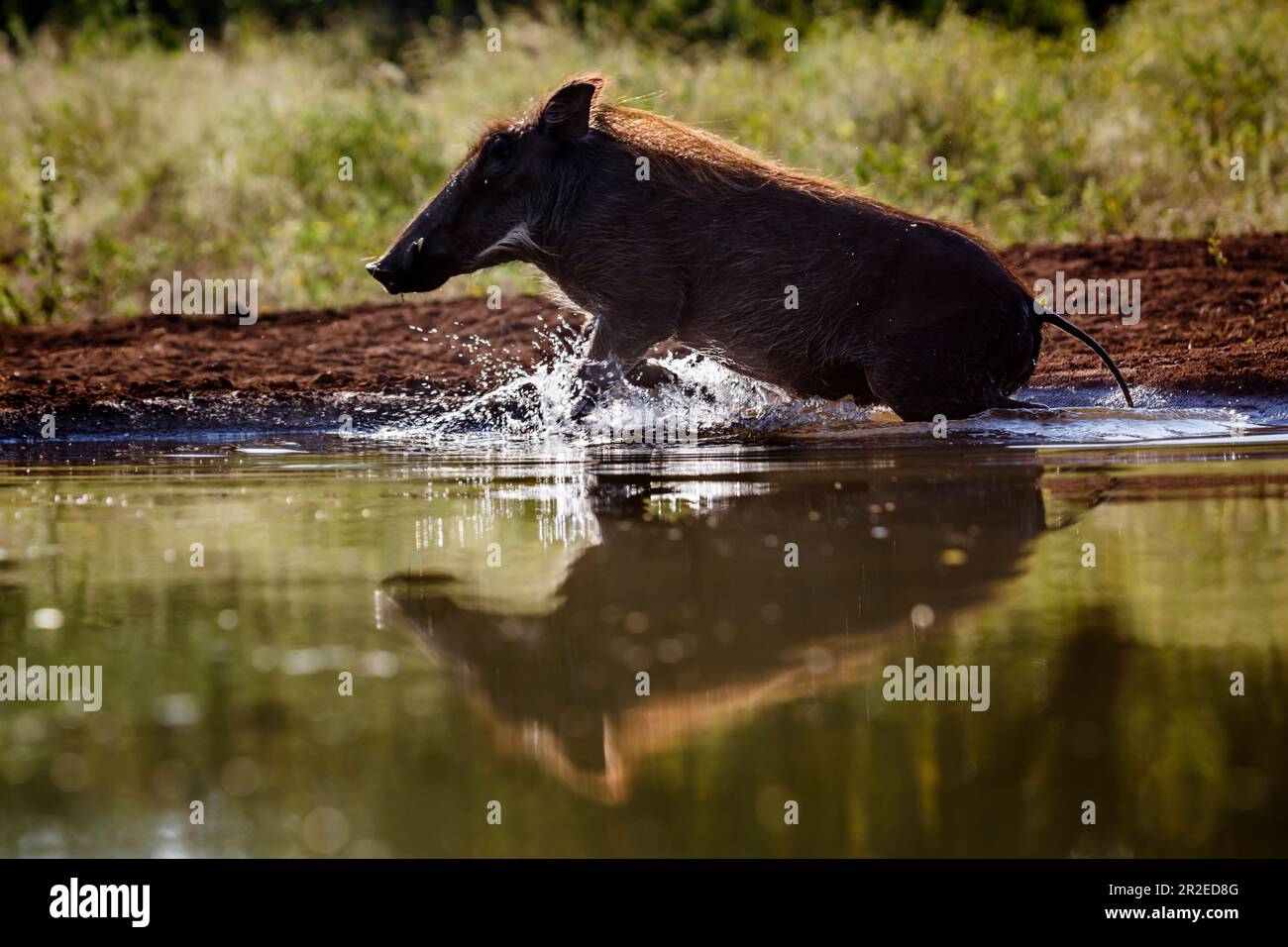 Common warthog running out of water in Kruger National park, South ...