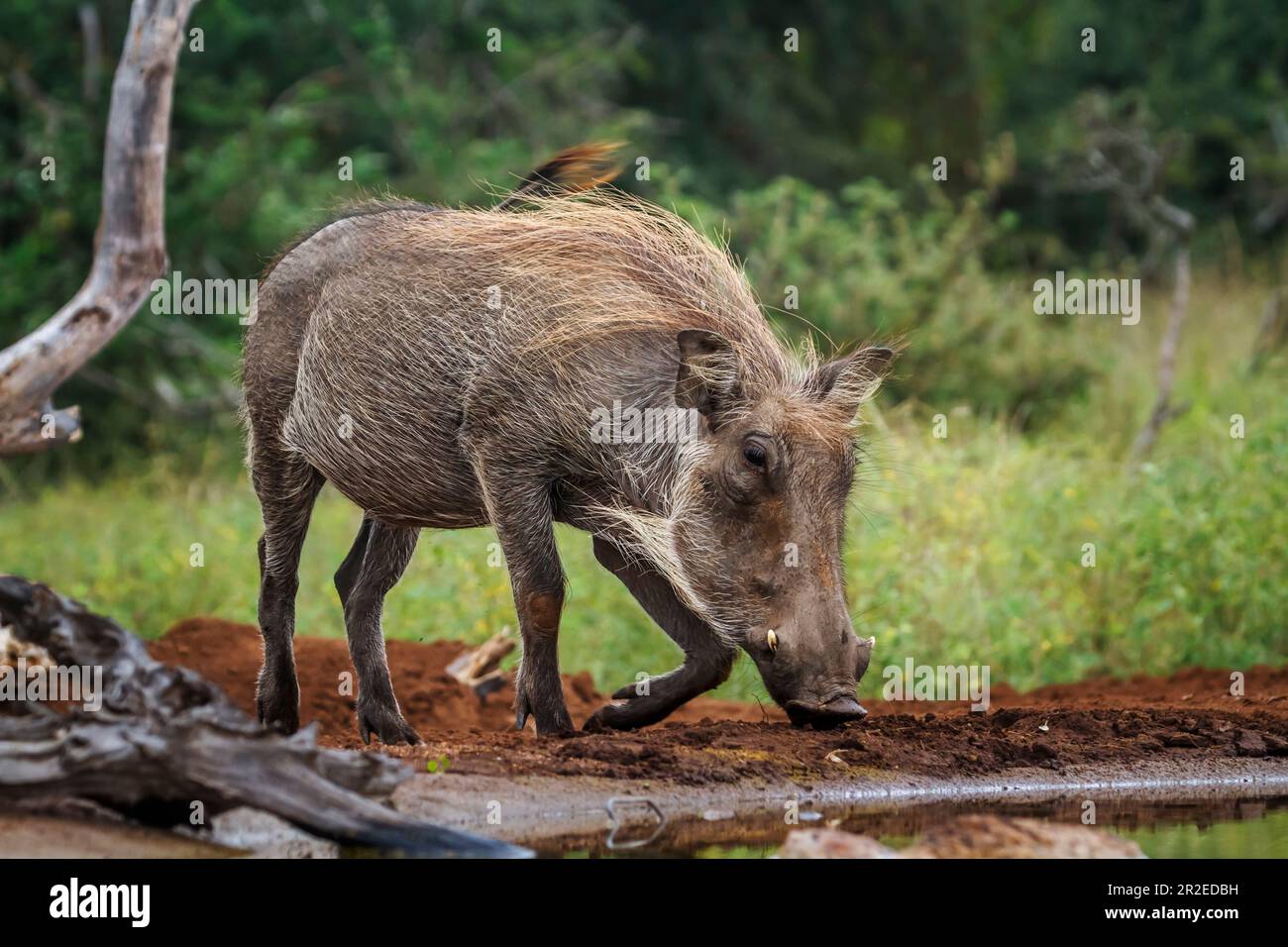 Common warthog walking to waterhole in Kruger National park, South ...