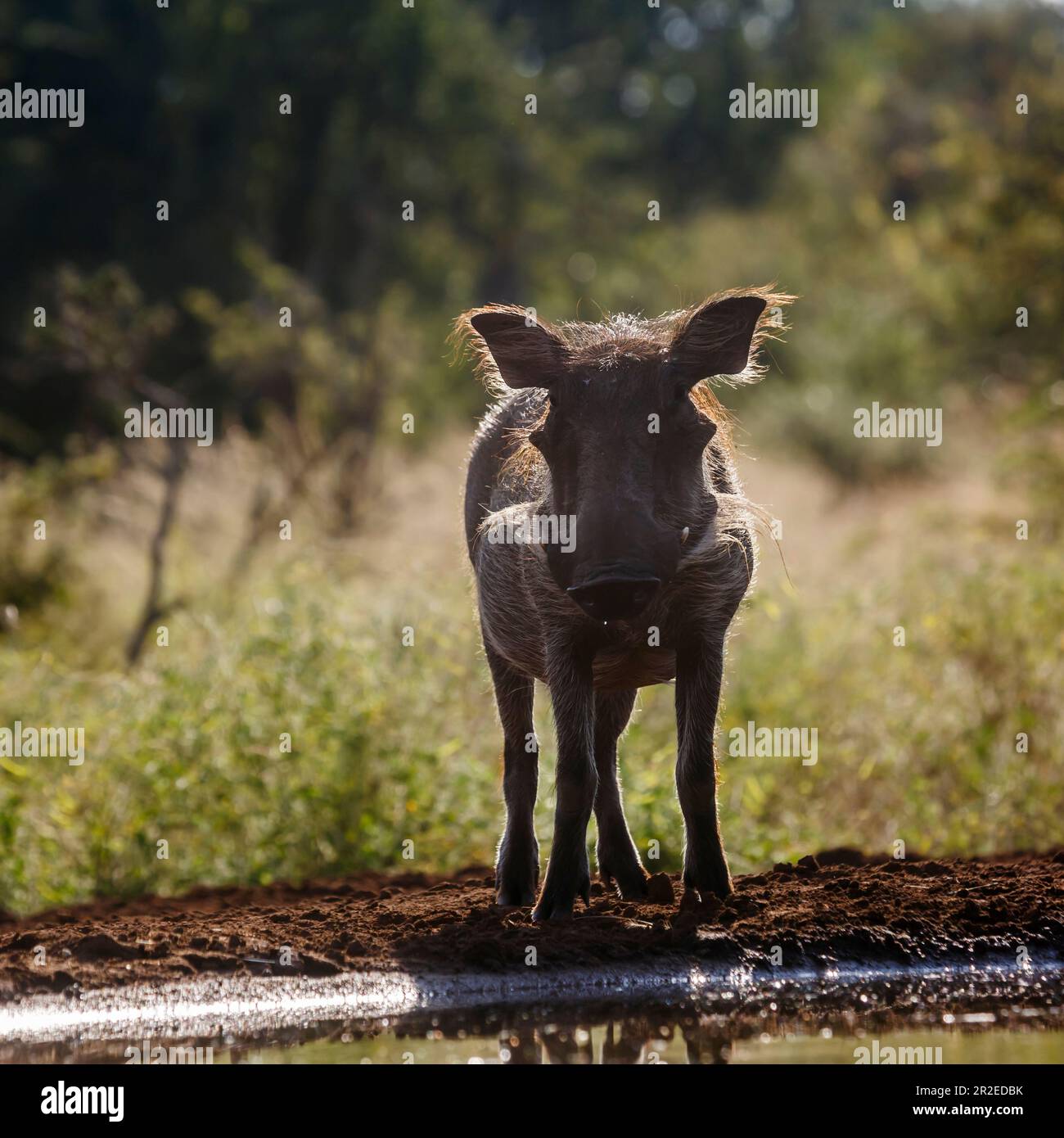 Warthog observation hi-res stock photography and images - Alamy