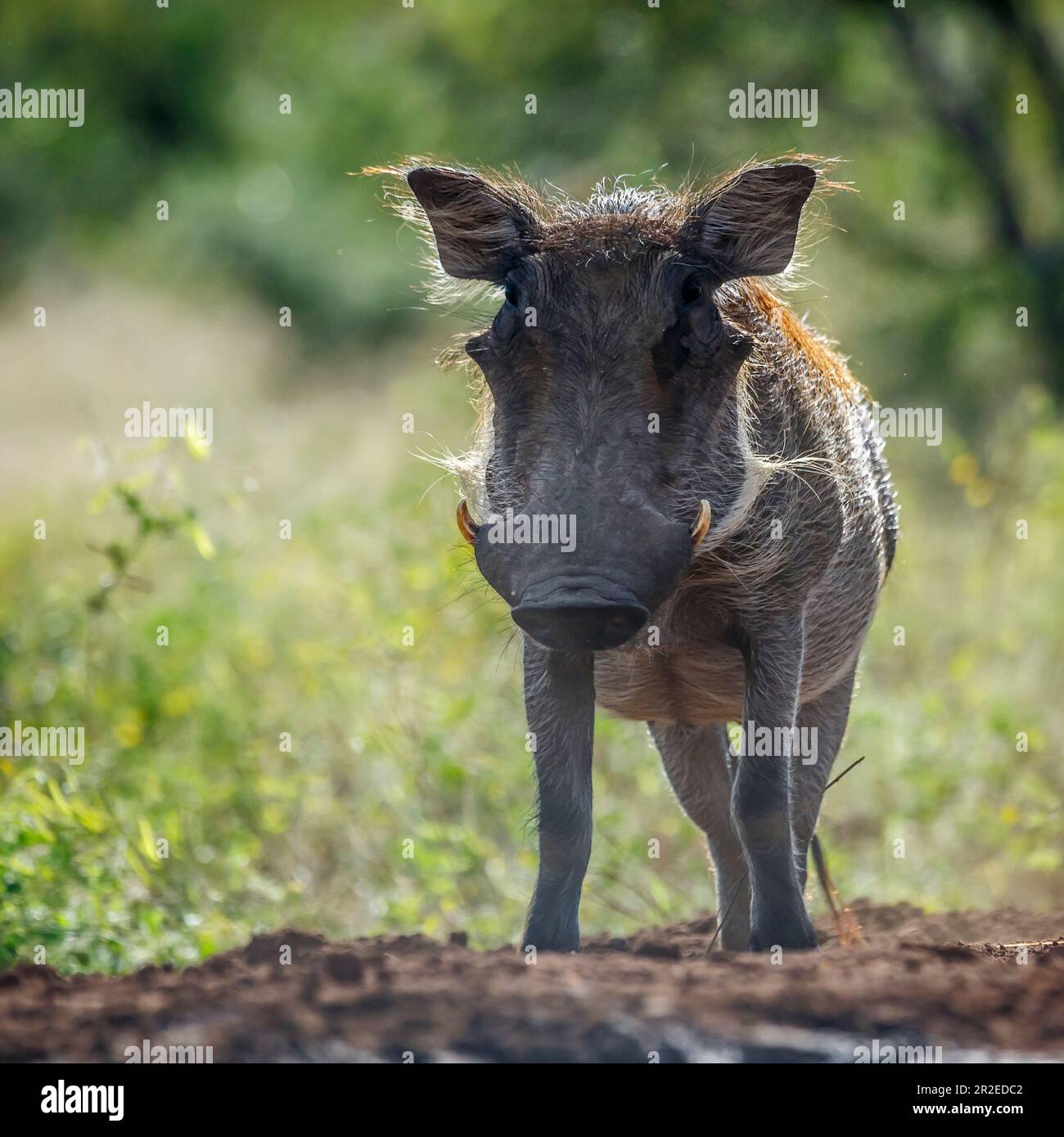 Warthog observation hi-res stock photography and images - Alamy