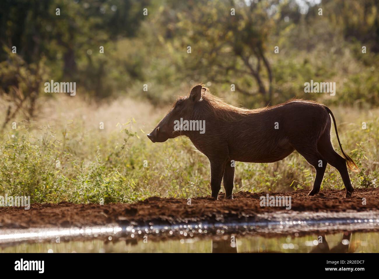 Warthog observation hi-res stock photography and images - Alamy
