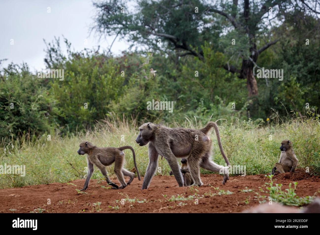 Baboon family hi-res stock photography and images - Alamy