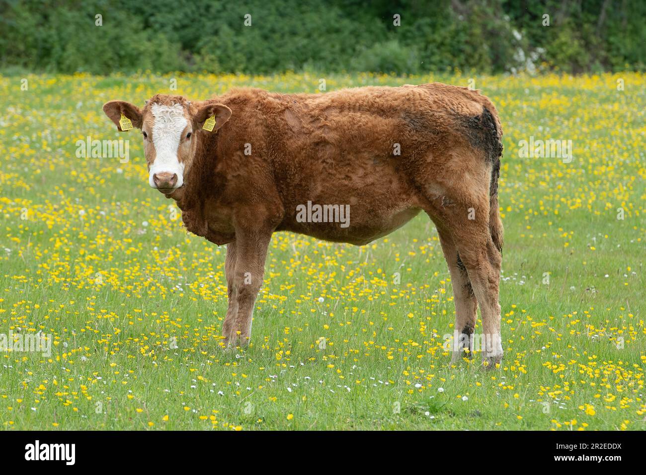 Dorney, Buckinghamshire, UK. 19th May, 2023. Cattle were grazing on the ...